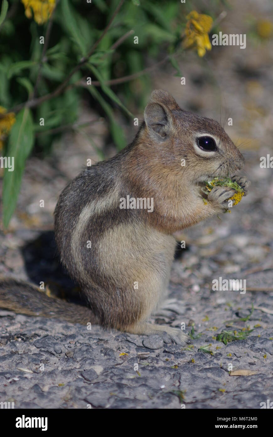 Chow time hi-res stock photography and images - Alamy