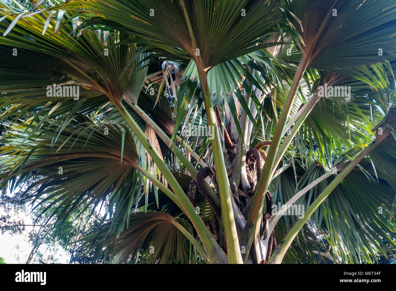 Sea coconut or Lodoicea maldivica Stock Photo - Alamy