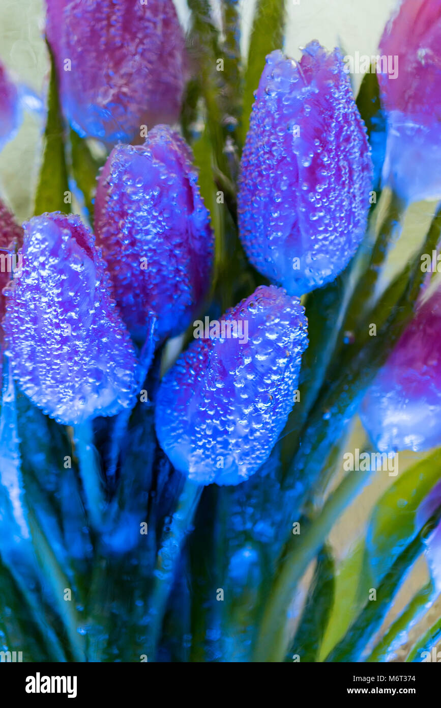 Decorative bunch of tulips in ice Stock Photo - Alamy