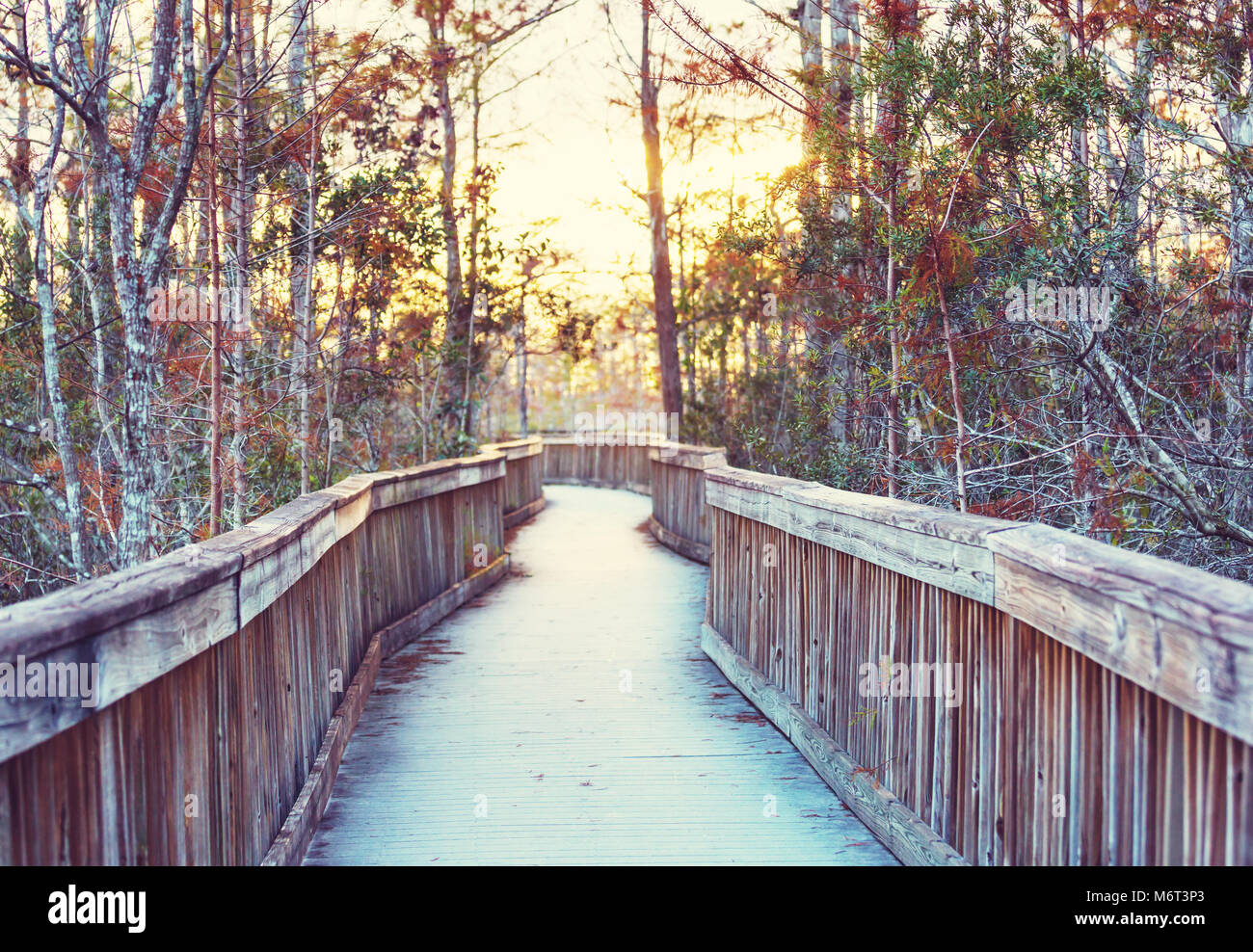 Boardwalks in the swamp in Everglades National Park, Florida, USA Stock ...