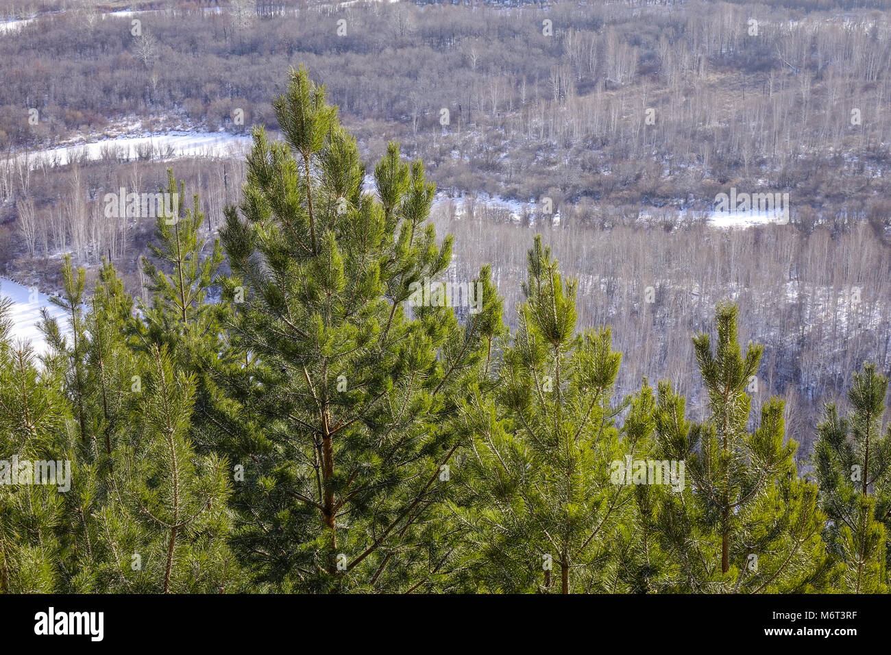 Pine trees at forest with winter background in North of China Stock ...