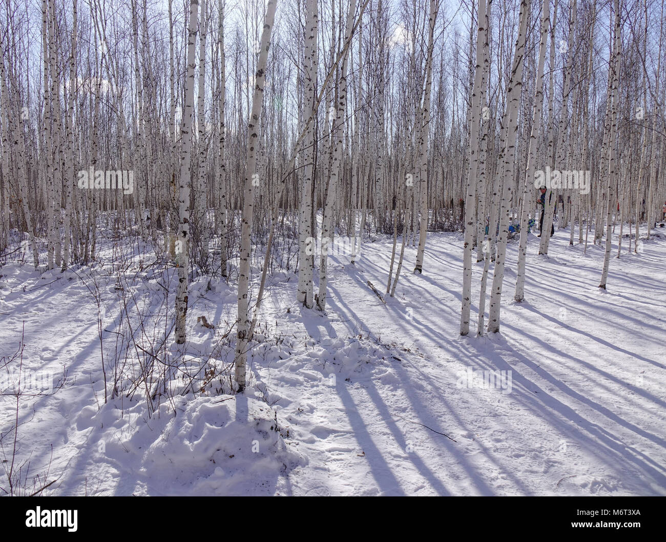 Birch forest at winter in Mohe County, North of China Stock Photo - Alamy