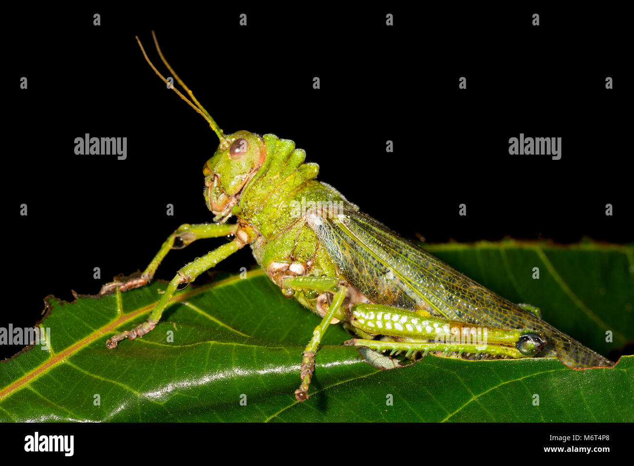 Giant grasshoppers hi-res stock photography and images - Alamy