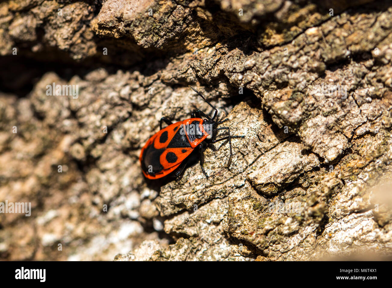 Wingless beetle hi-res stock photography and images - Alamy