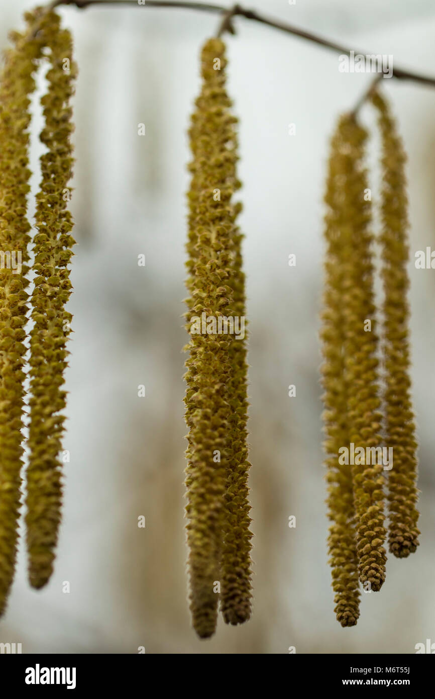 Flowering hazel hazelnut. Hazel catkins on branches Stock Photo - Alamy