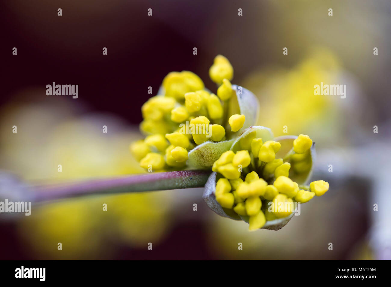 Blossoms of a Cornelian cherry bush (Cornus mas) in the early spring ...