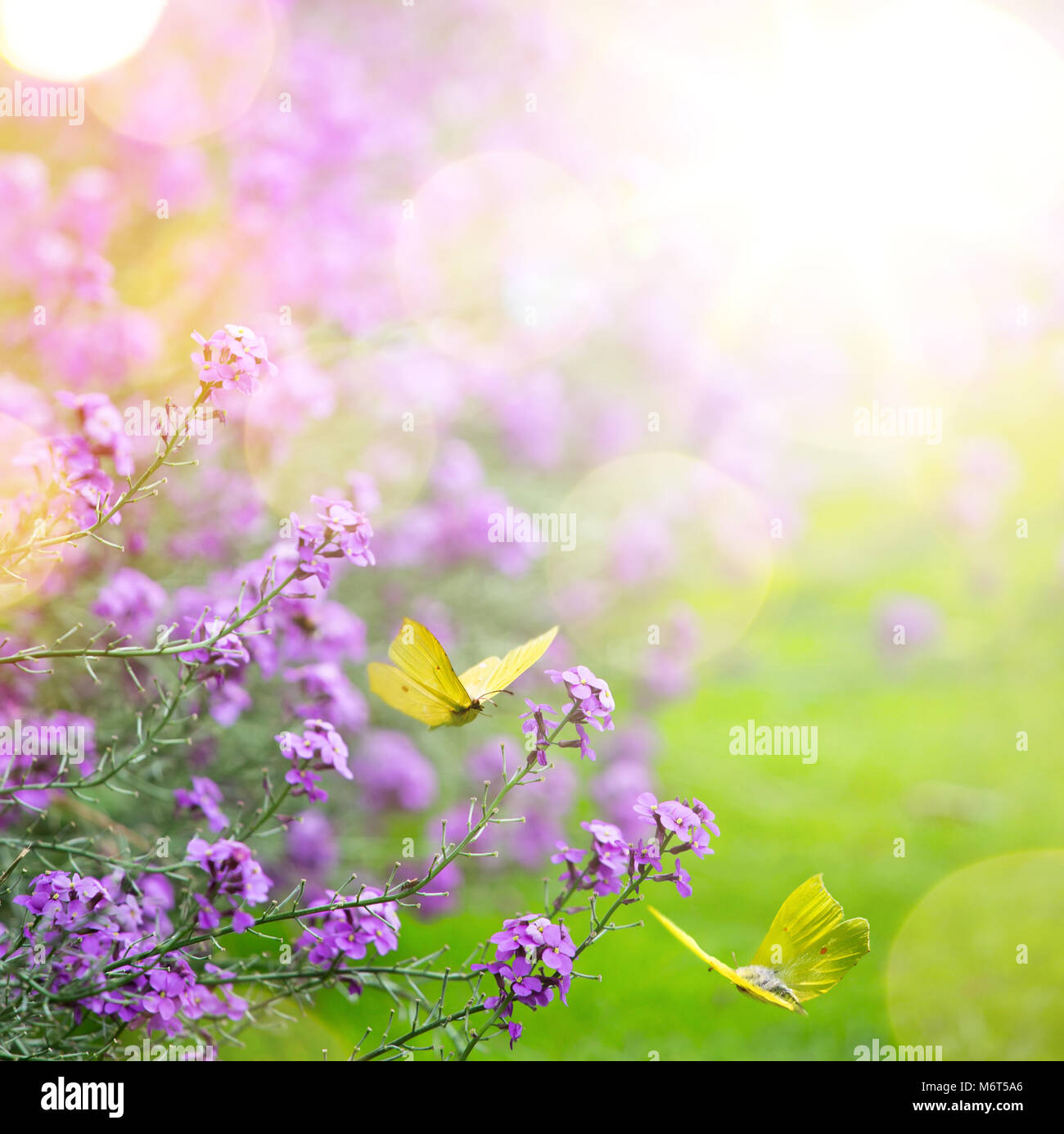 spring flower and butterfly; abstract spring Background Stock Photo - Alamy