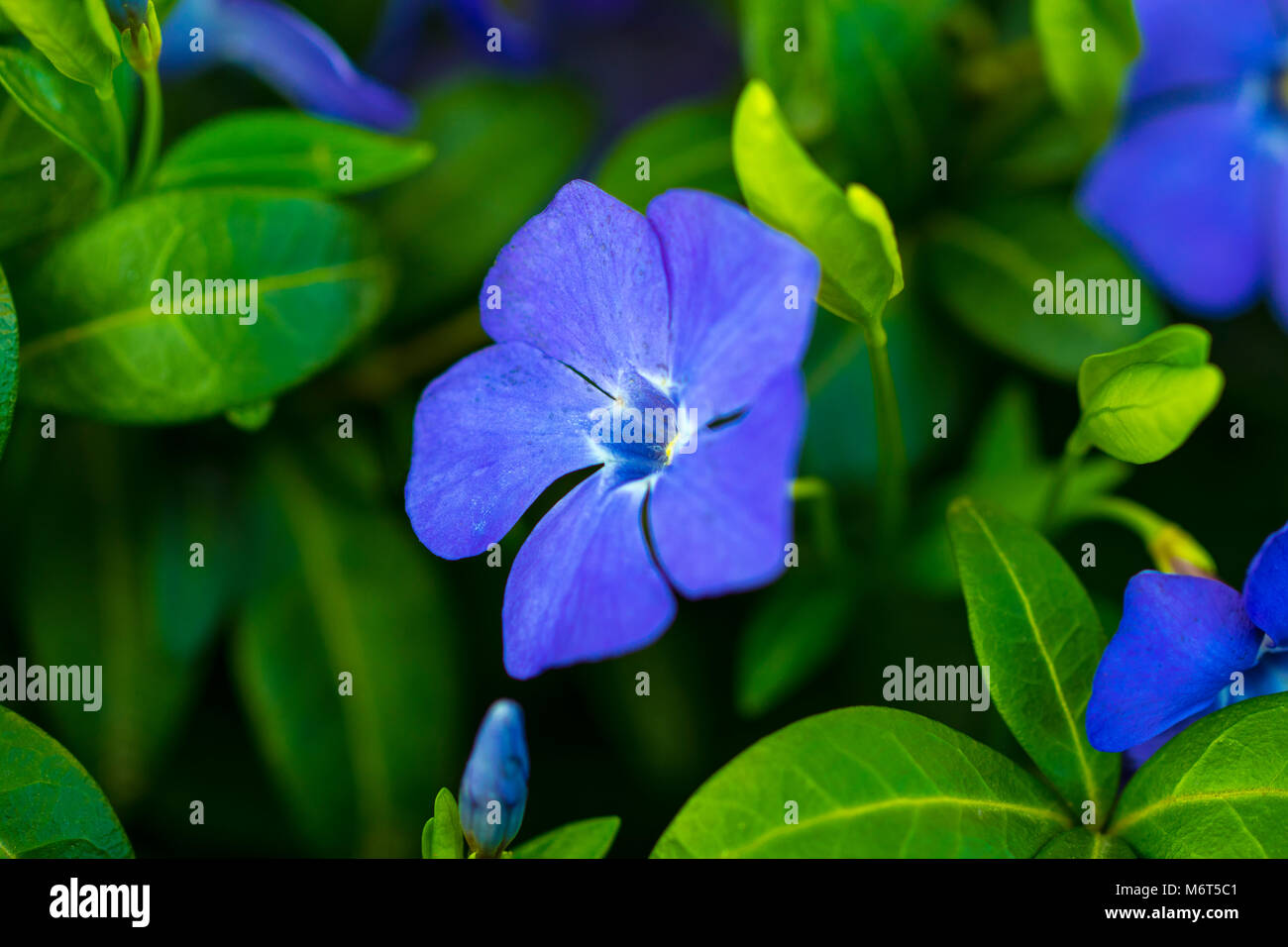 Vinca minor L. - lesser periwinkle, dwarf periwinkle, small periwinkle ...