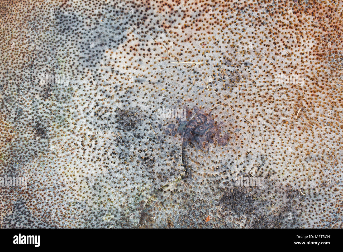 wonderful backgrounds of different organic, structures of thailand, koh ...