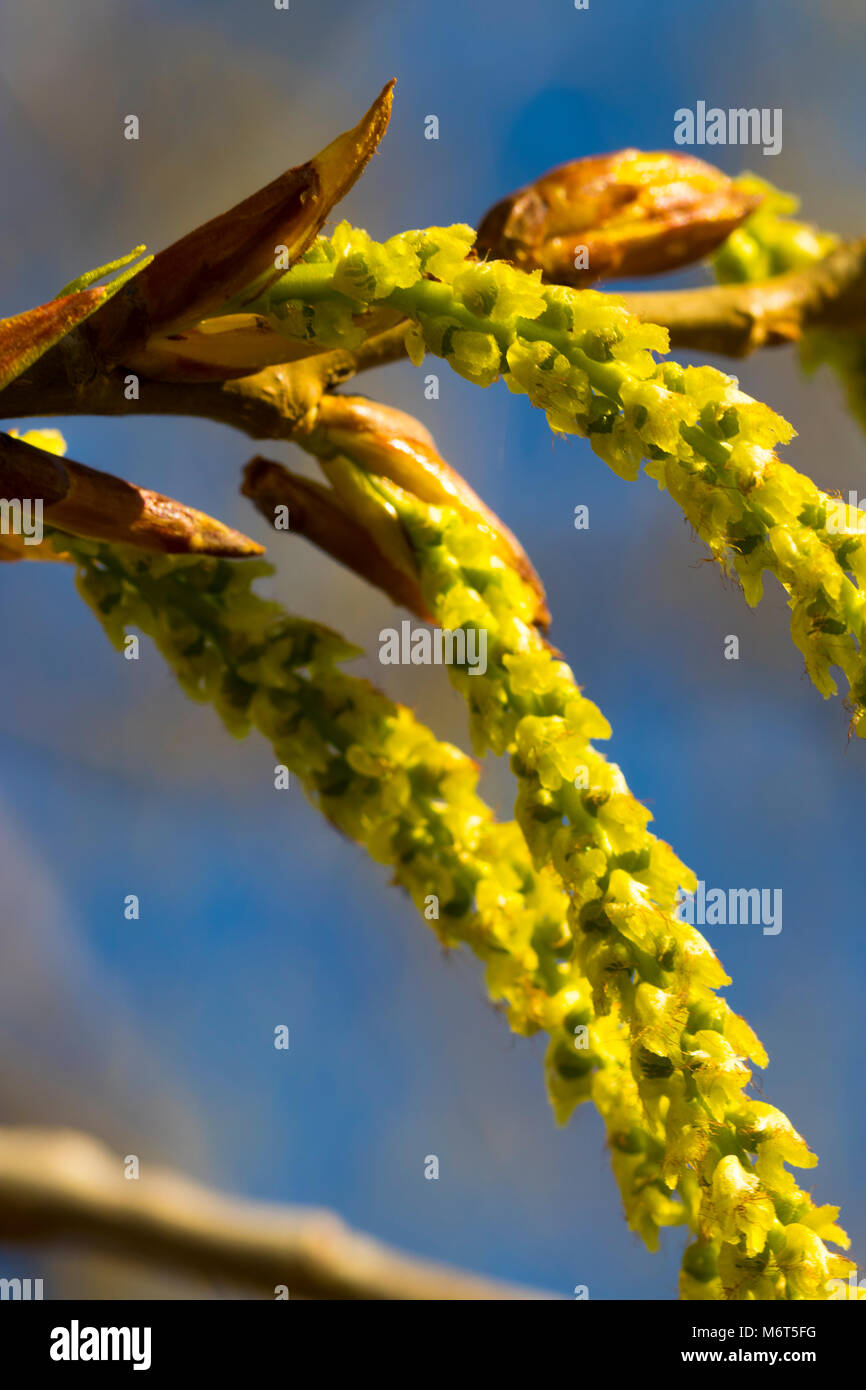 Walnut blooms. Walnuts young leaves and inflorescence on a grey ...