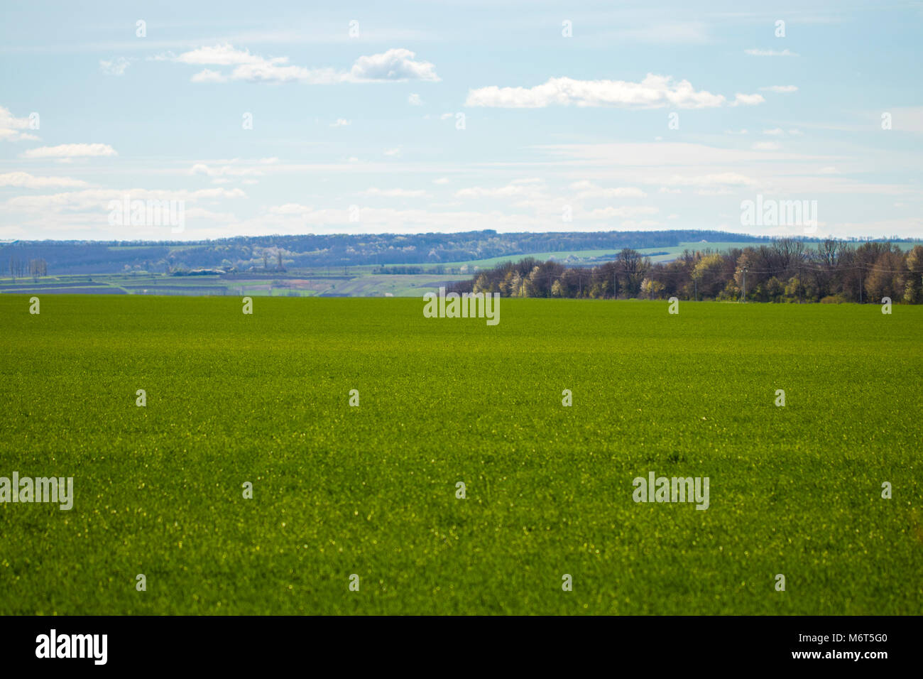 Spring green field, landscape. Fresh grass in agricultural countryside ...