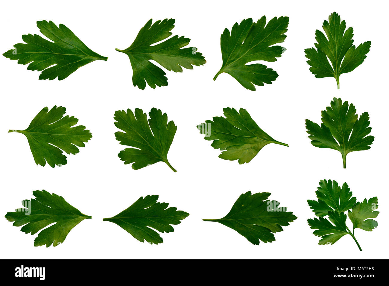 Types Of Parsley Leaves