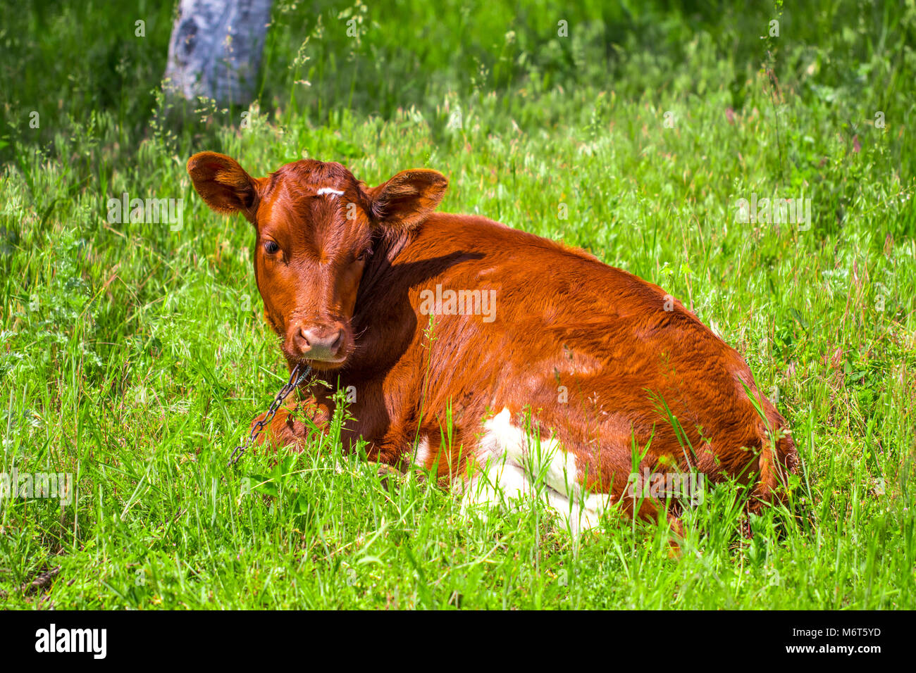 Close-up of young calf lying on grass field looking around cute cow ...
