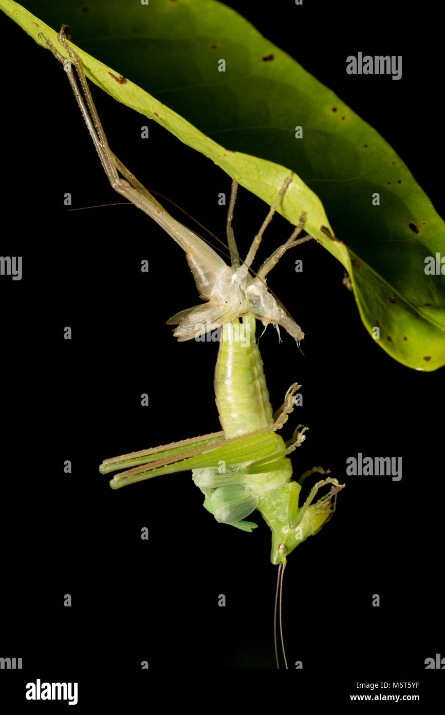 A katydid or bush cricket shedding its skin, photographed in the jungle ...