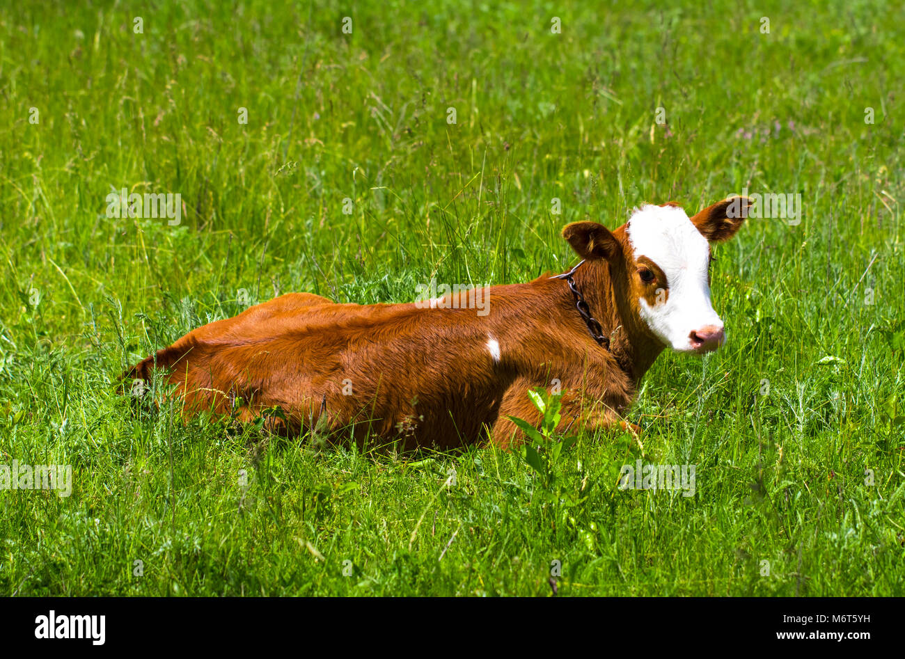 Close-up of young calf lying on grass field looking around cute cow ...