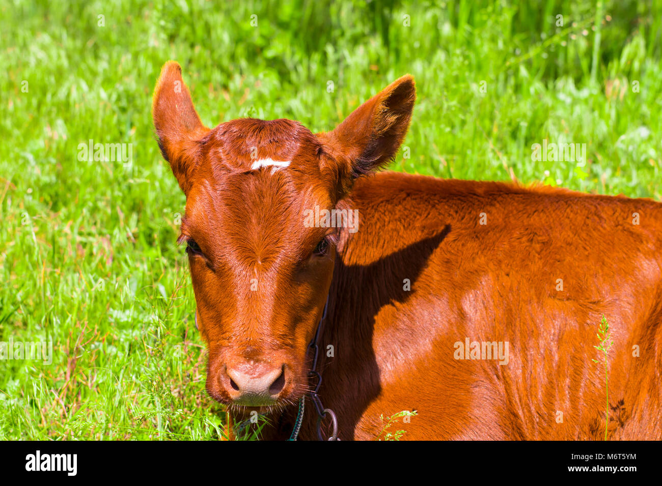 Close-up of young calf lying on grass field looking around cute cow ...