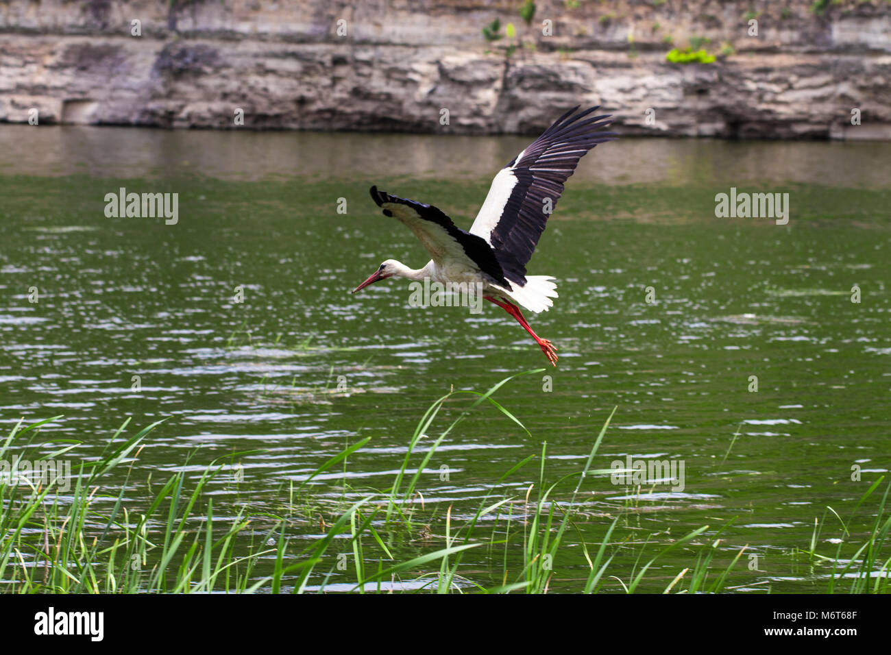 The White Stork. The Stork in flight Stock Photo - Alamy