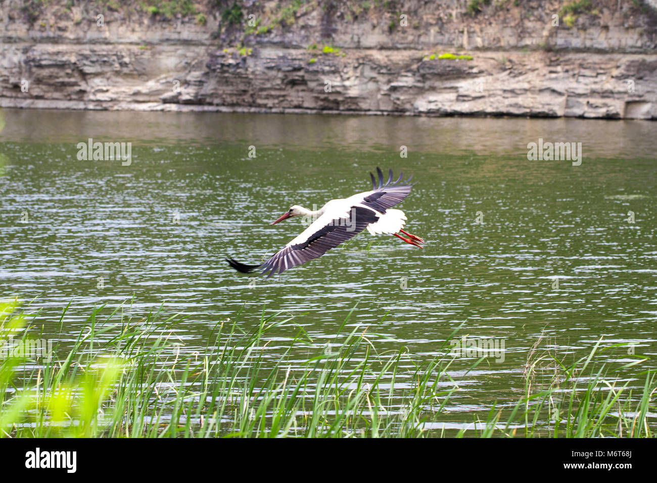 The White Stork. The Stork in flight Stock Photo - Alamy