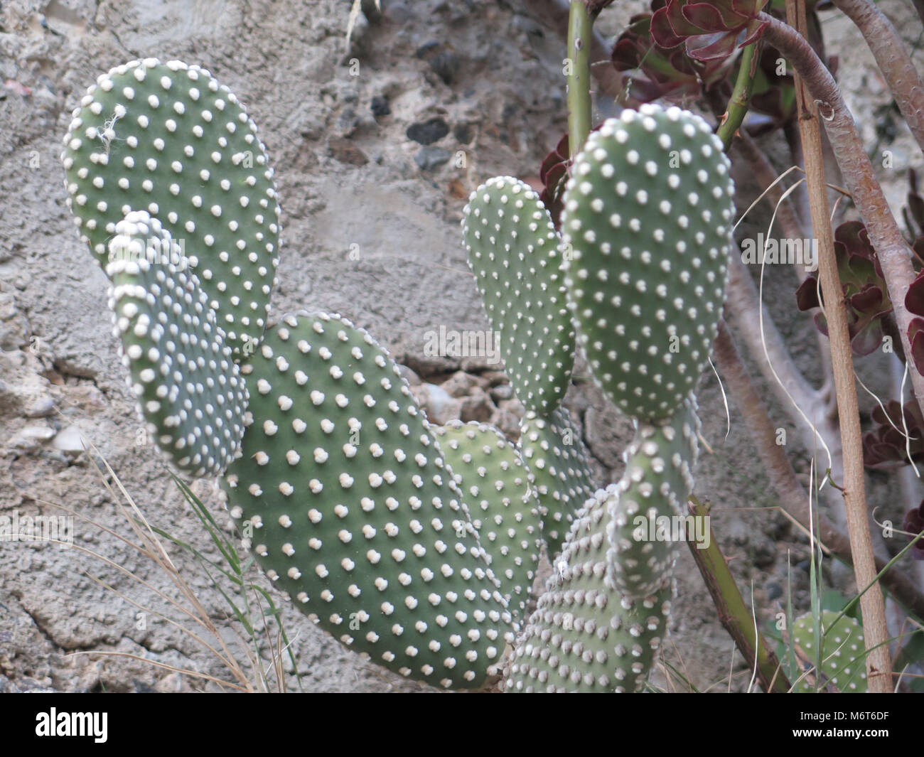 Angel wing or bunnie ear cactus in Andalusian back street Stock Photo ...