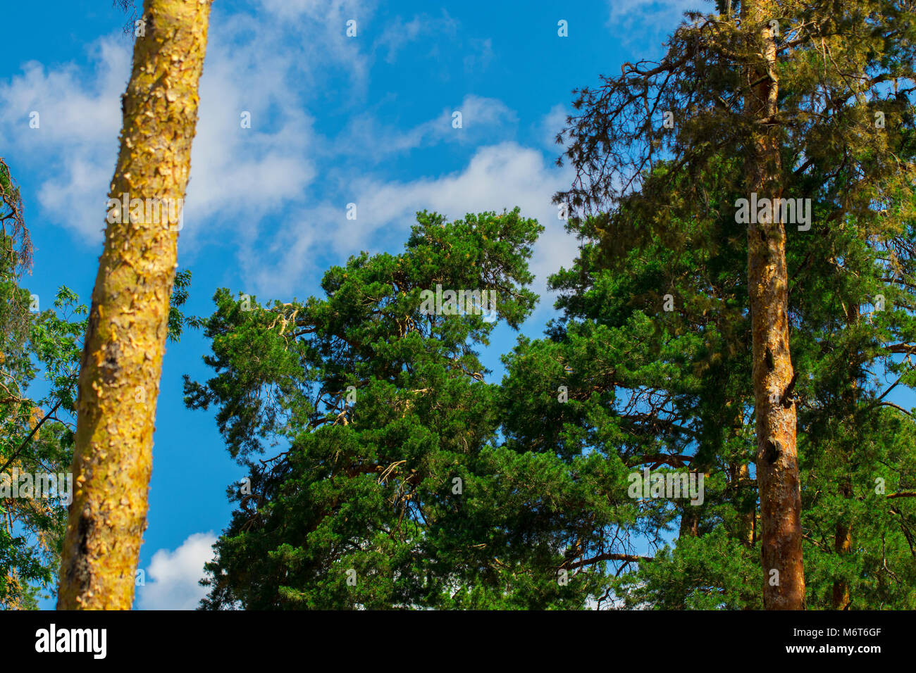Pine tree against the sky ,blue sky , green Stock Photo - Alamy