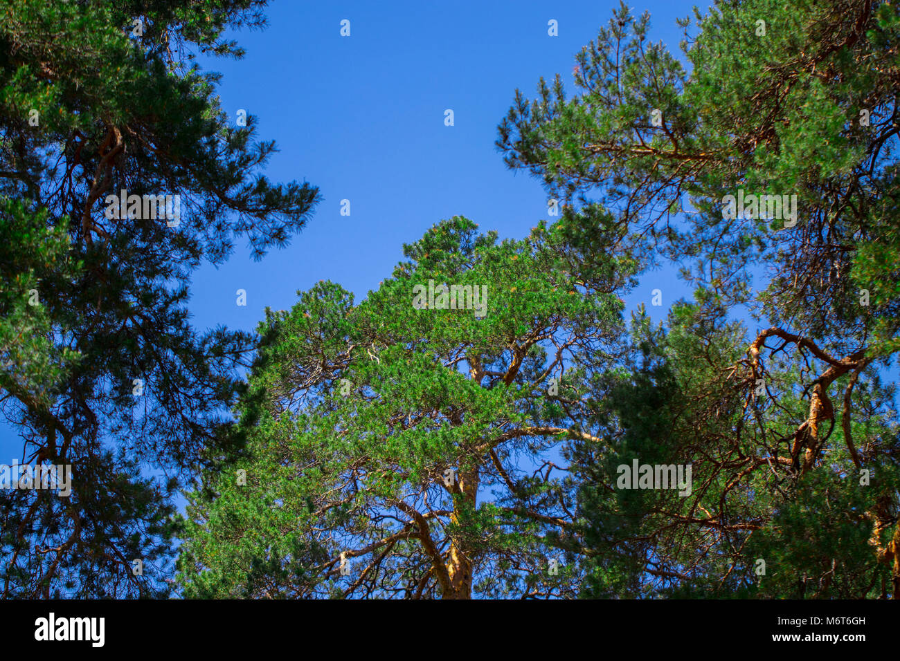 Pine tree against the sky ,blue sky , green Stock Photo - Alamy