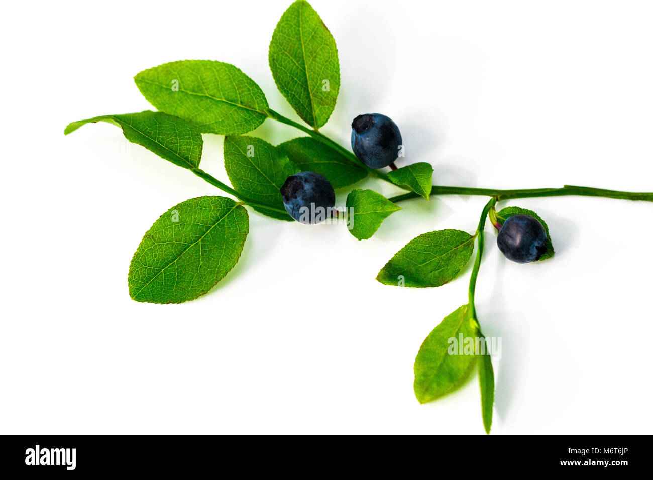 Stack of blueberries isolated on white with clipping path Stock Photo ...