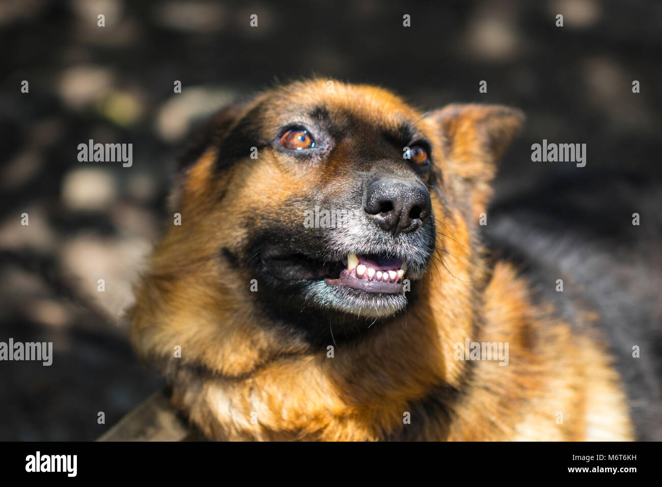 German Shepherd Dog Dangerous High Resolution Stock Photography and ...