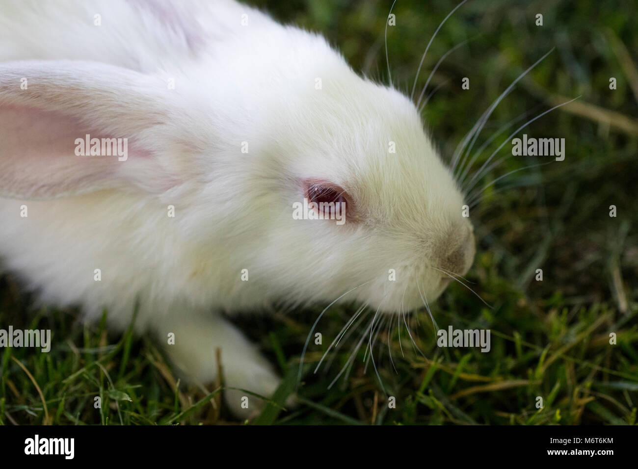 Rabbit Running Stock Photos & Rabbit Running Stock Images - Alamy