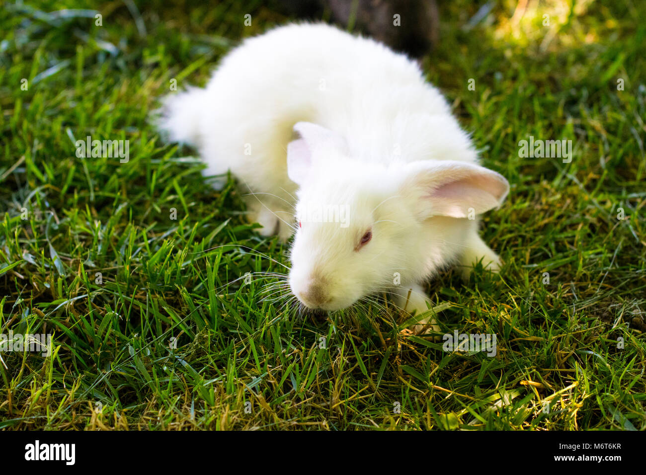Cottontail rabbit running hi-res stock photography and images - Alamy