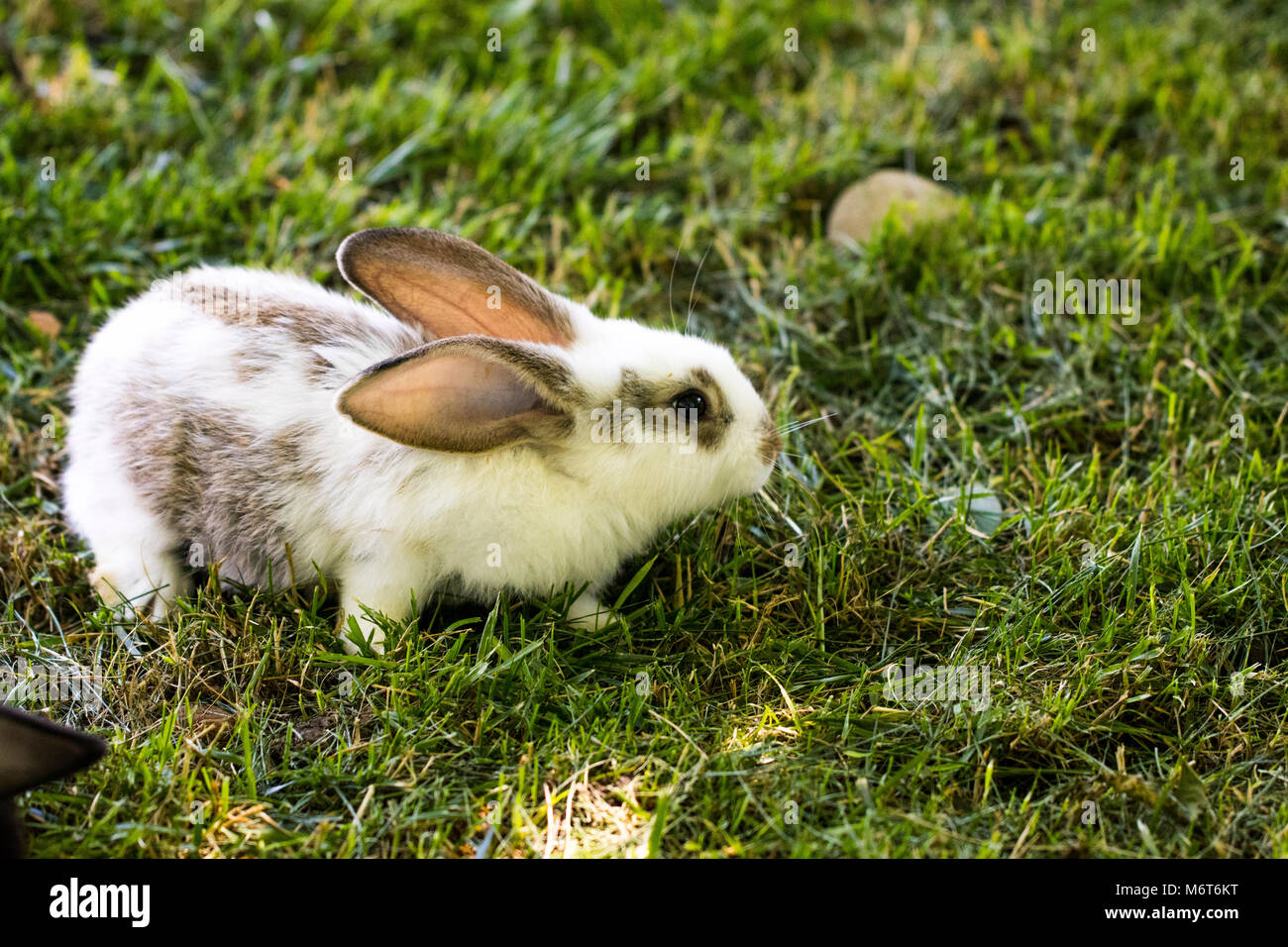Cottontail rabbit running hi-res stock photography and images - Alamy