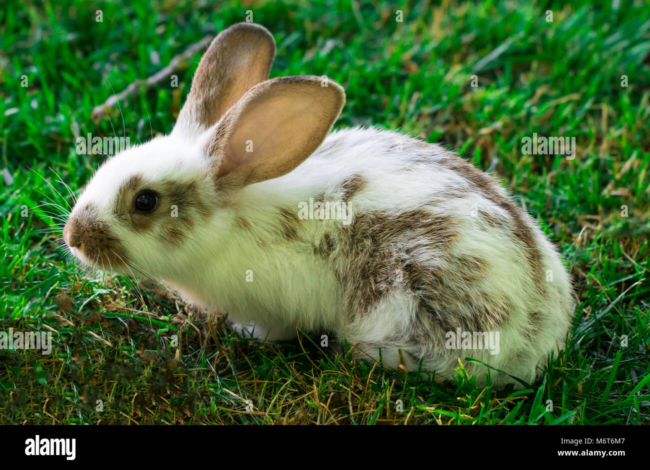 Little funny rabbit running on the field in summer Stock Photo - Alamy