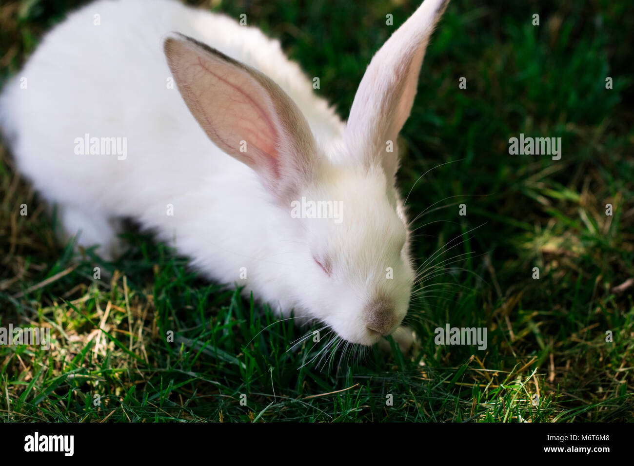 Angora rabbit funny hi-res stock photography and images - Alamy
