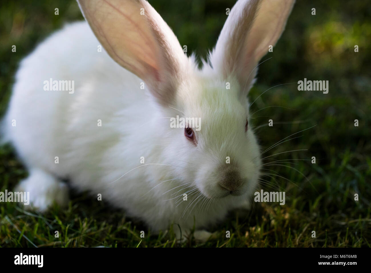 Cottontail rabbit running hi-res stock photography and images - Alamy