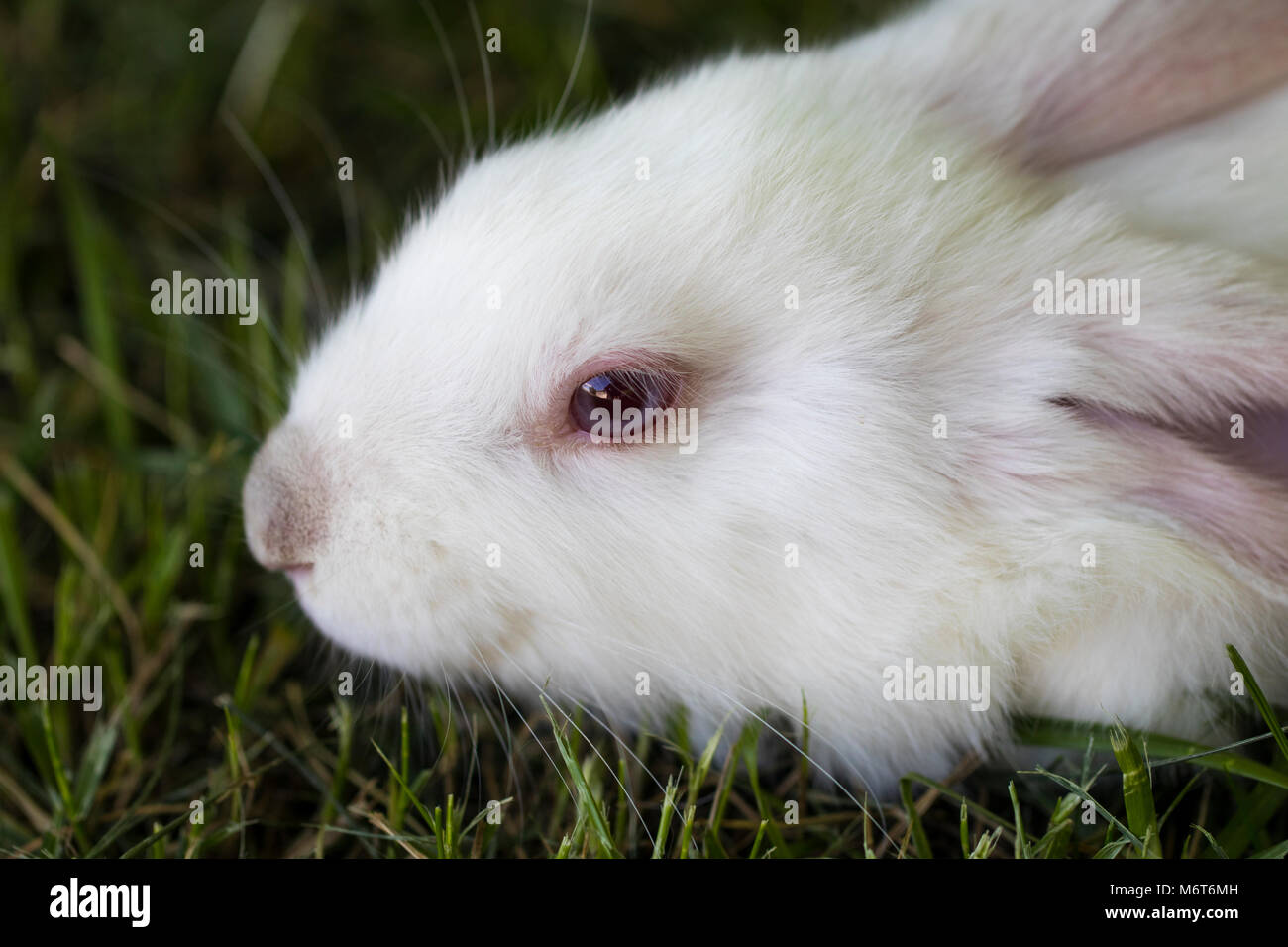 Cottontail rabbit running hi-res stock photography and images - Alamy