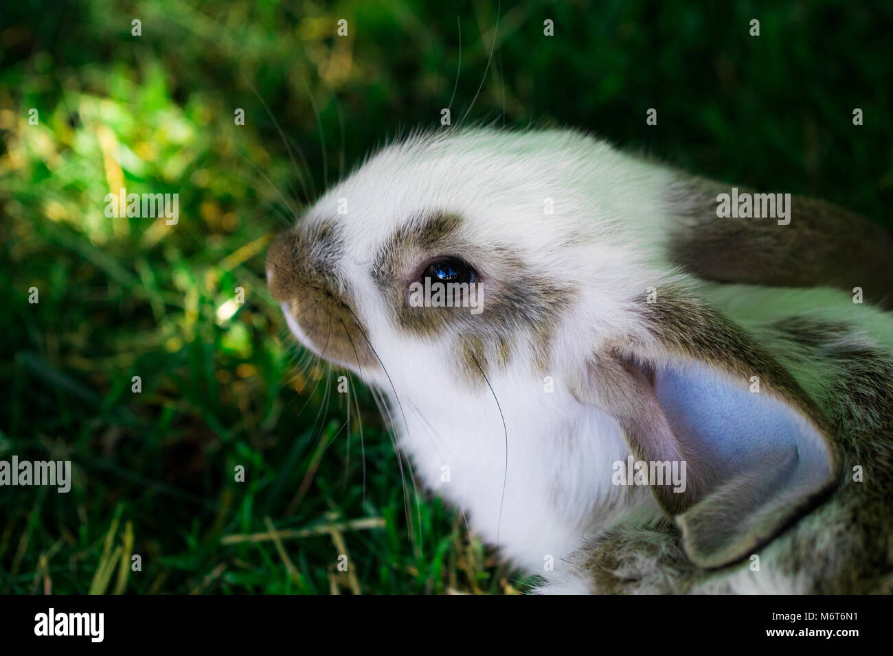 Cottontail rabbit running hi-res stock photography and images - Alamy