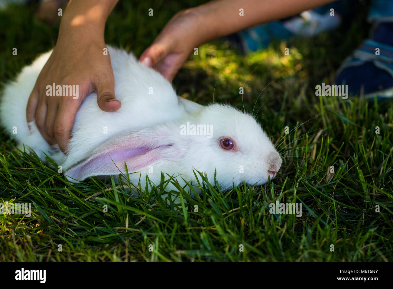 rabbit in Green Grass with small child and rabbits in the background ...