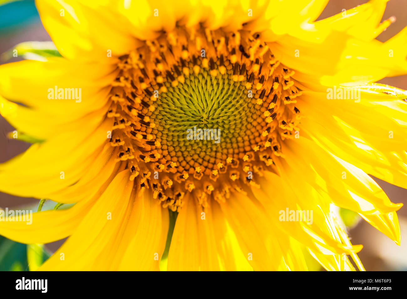 Sunflowers garden. Sunflowers have abundant health benefits. Sunflower ...