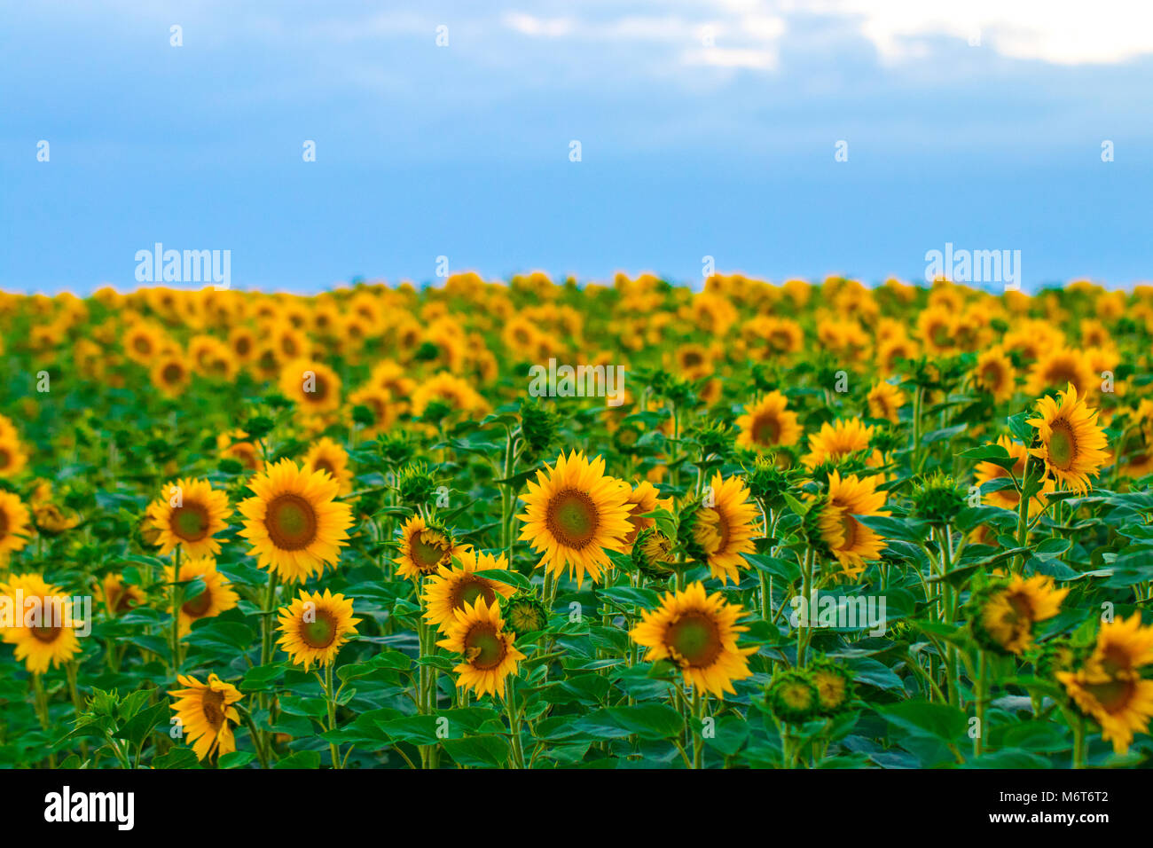 Sunflowers garden. Sunflowers have abundant health benefits. Sunflower ...