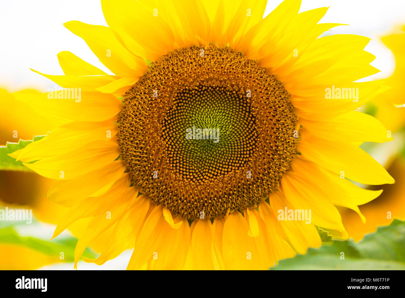 Sunflowers garden. Sunflowers have abundant health benefits. Sunflower ...
