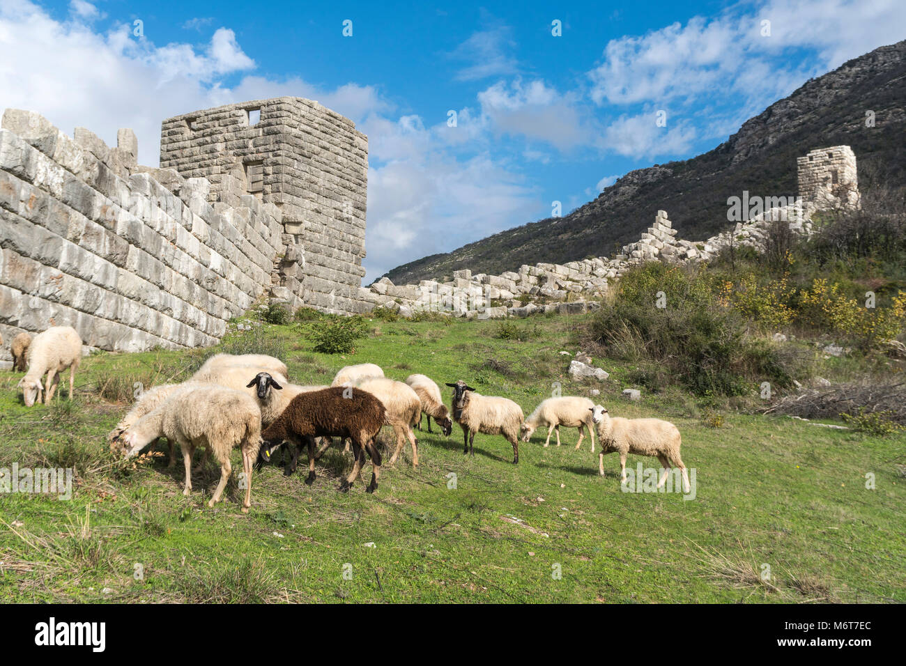 Sheep grazing by the massive ancient stone walls at ancient Messene ...