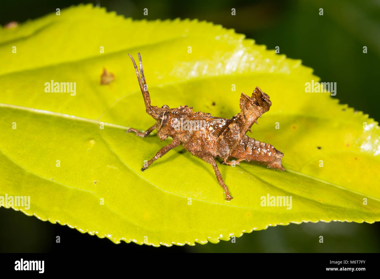 Grasshopper photographed near Witagron, Suriname Stock Photo - Alamy