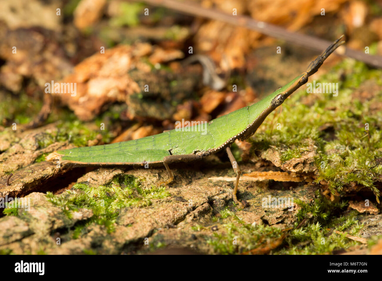 Grasshopper, Raleighvallen reserve, Suriname Stock Photo - Alamy