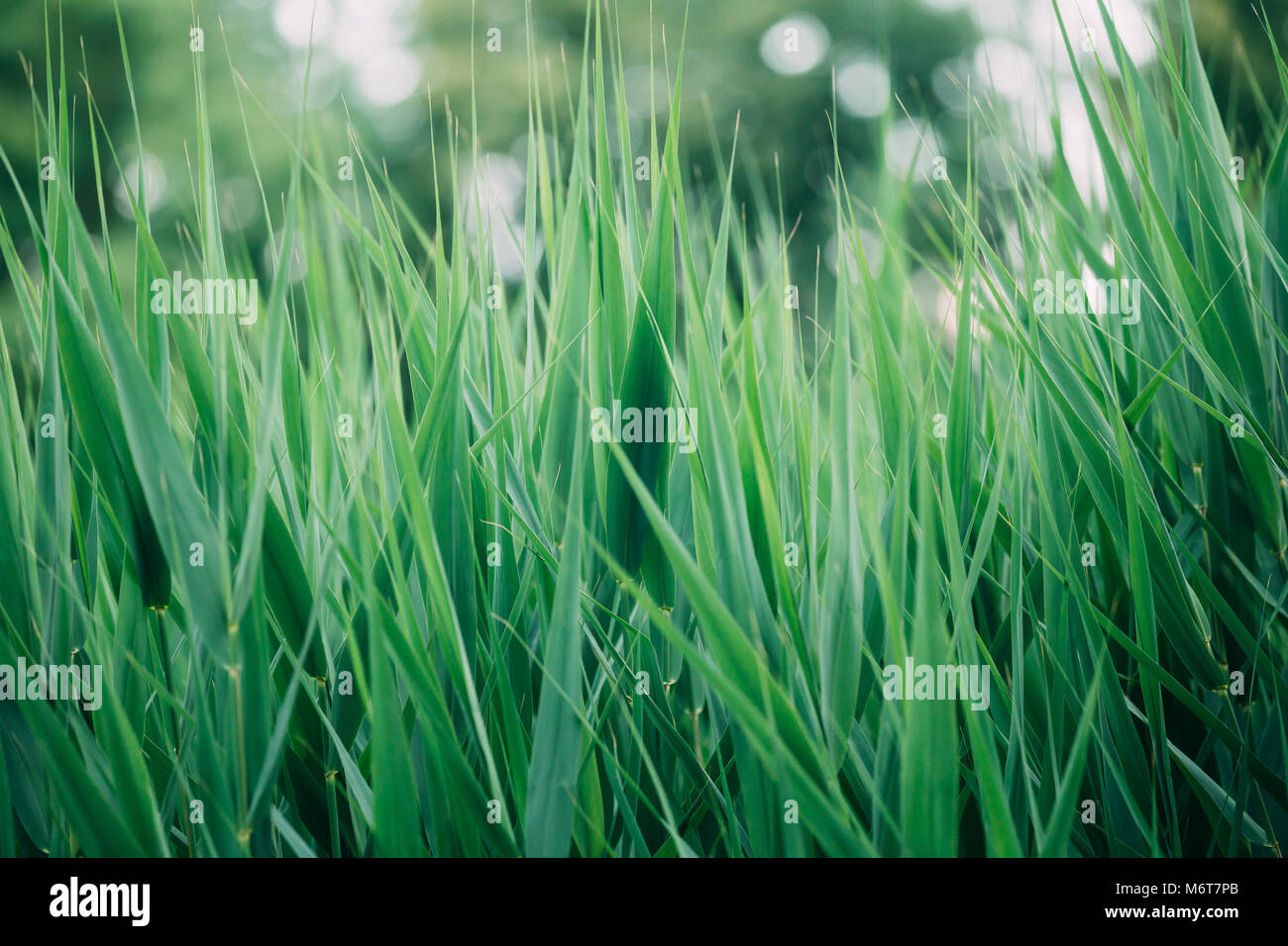 Greenery plant hi-res stock photography and images - Alamy