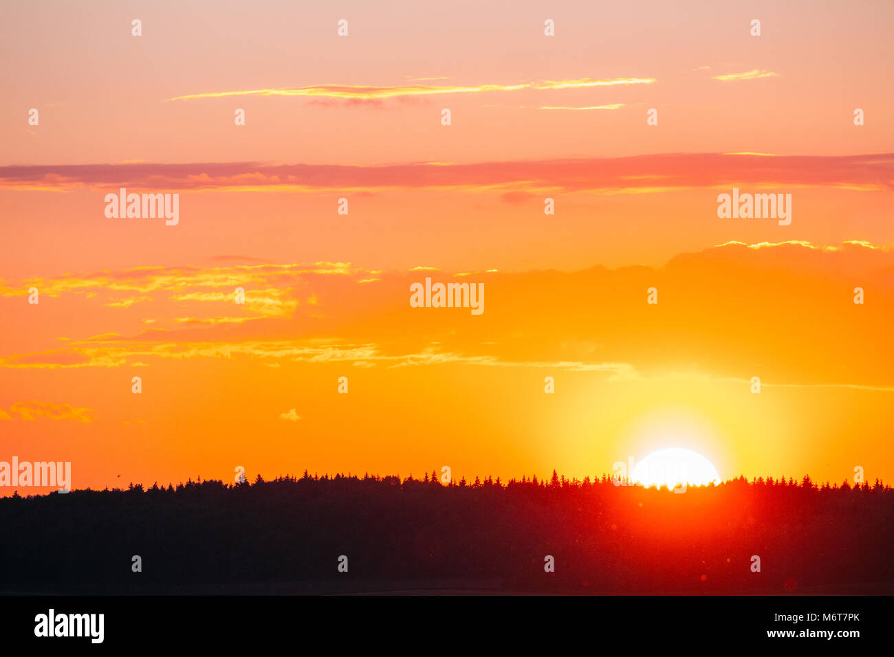 Sun Over Forest Horizon In Sunset, Sunrise Time Background. Bright ...