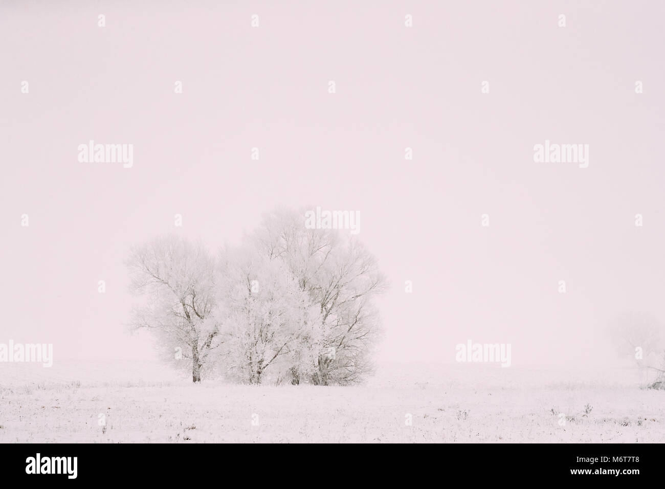 Snow-covered Field In Winter Frosty Day. Fluffy Trees In Snow ...