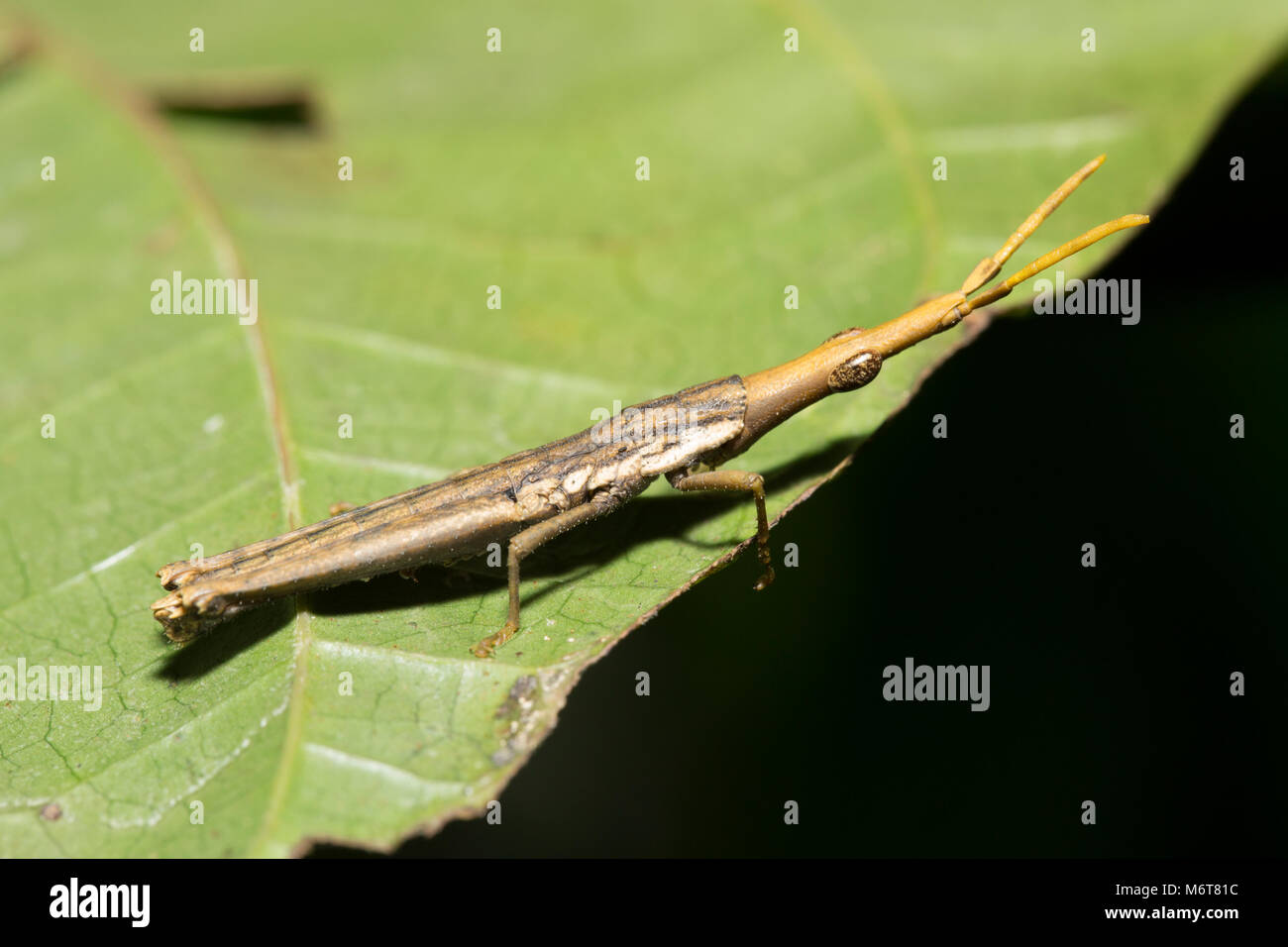 Grasshopper, Raleighvallen reserve, Suriname Stock Photo - Alamy
