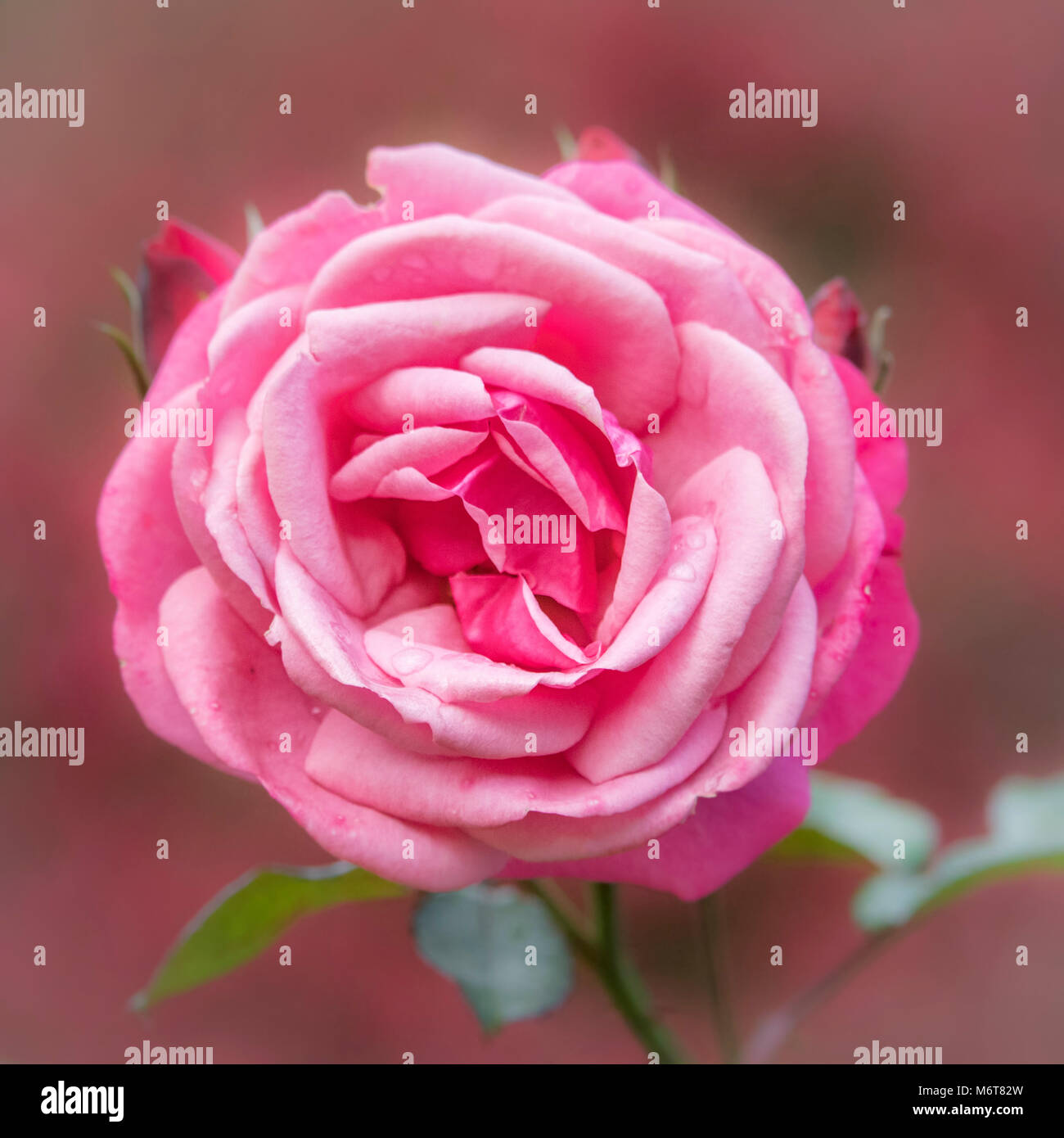 A single pink rose head with soft background Stock Photo - Alamy