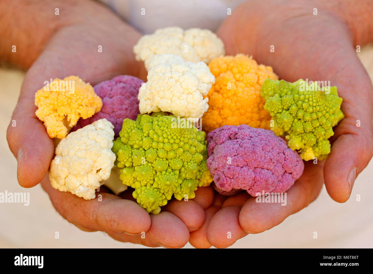 Purple romanesco broccoli hi-res stock photography and images - Alamy