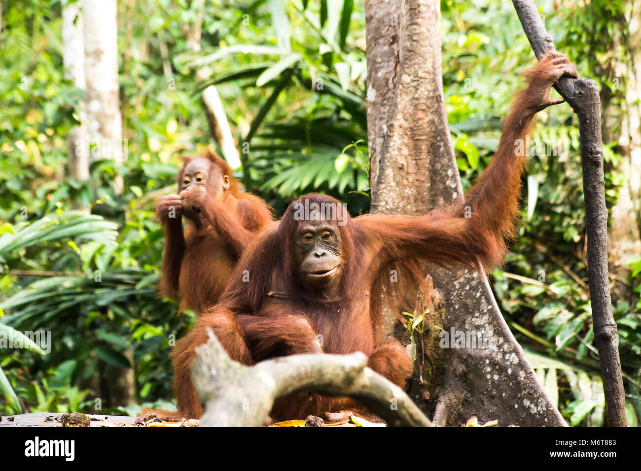 Orang utan family in the jungel of borneo kalimantan Stock Photo - Alamy