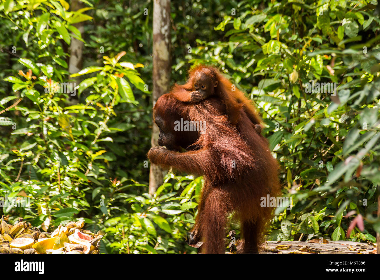 Orang utan family in the jungel of borneo kalimantan Stock Photo - Alamy